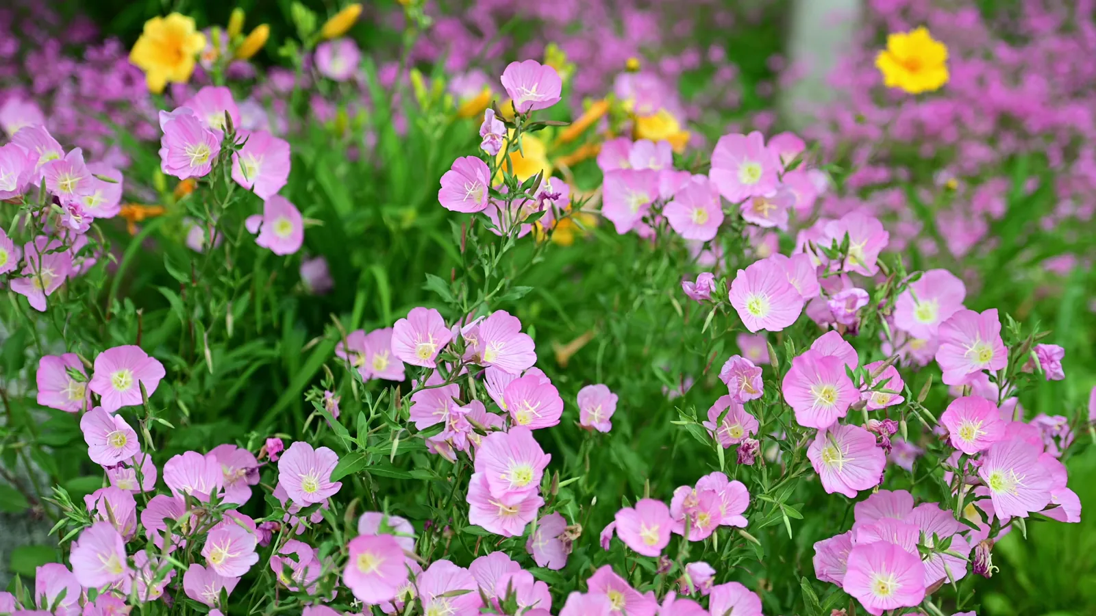 Ministry Ensures Stable Farm Input Supply for Spring 2025 Planting Season