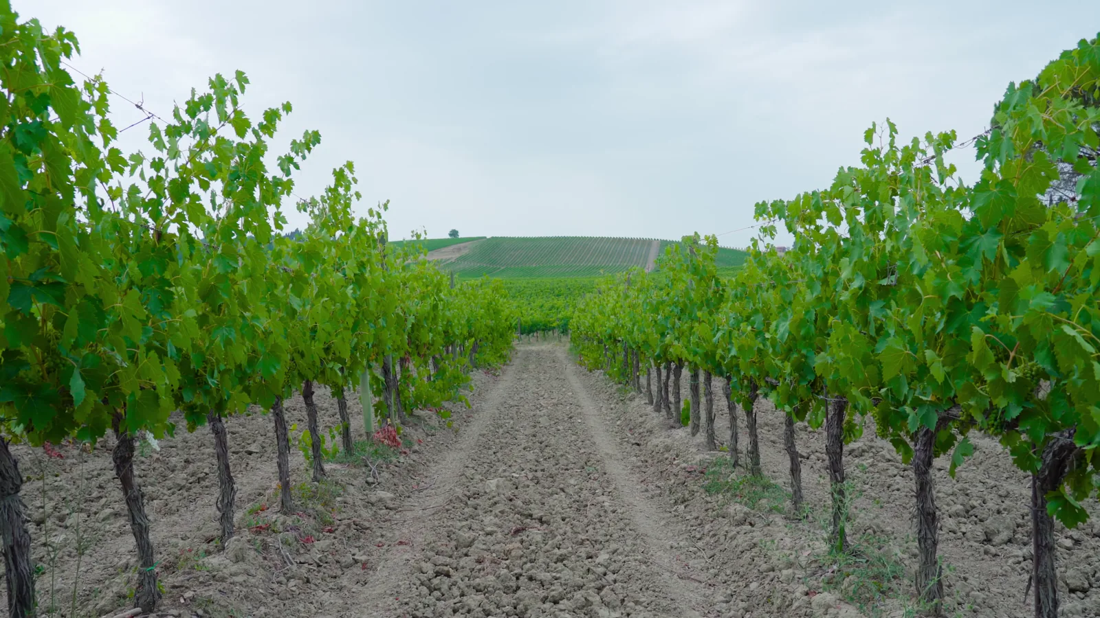 Wine Tourism Expands: Top Destinations & Regions for 2026