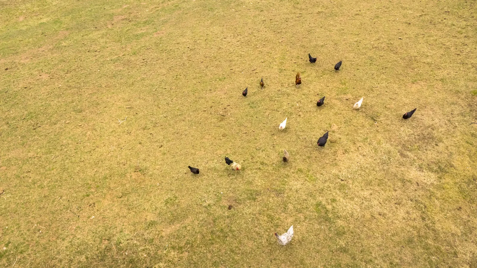 Virginia Poultry Cooperative Announces $113.9 Million Expansion in Rockingham County