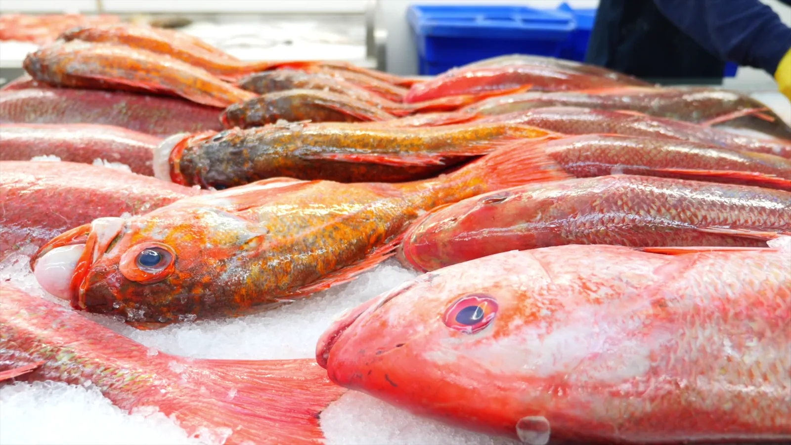 Norway's Seafood Exports Shift in 2025-2026: U.S. Market Declines as China Surges