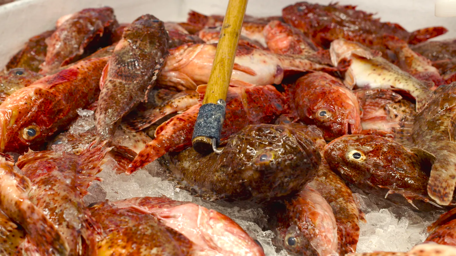 Seafood Industry Cites Damaging Trade Policy Uncertainty at 2026 Expo