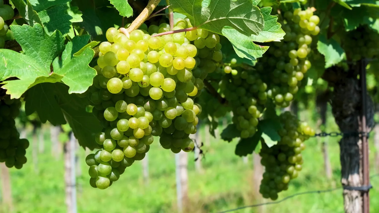 France Leads EU Alcoholic Beverage Exports; Netherlands is Third-Largest EU Buyer