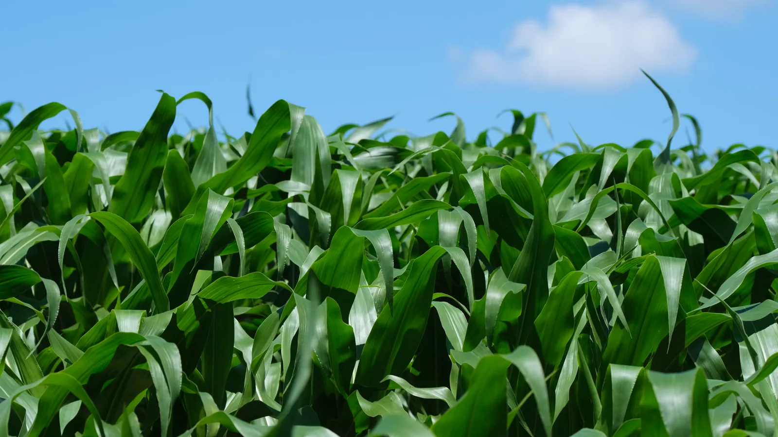 US Ethanol Industry Seeks Stronger European Market Position