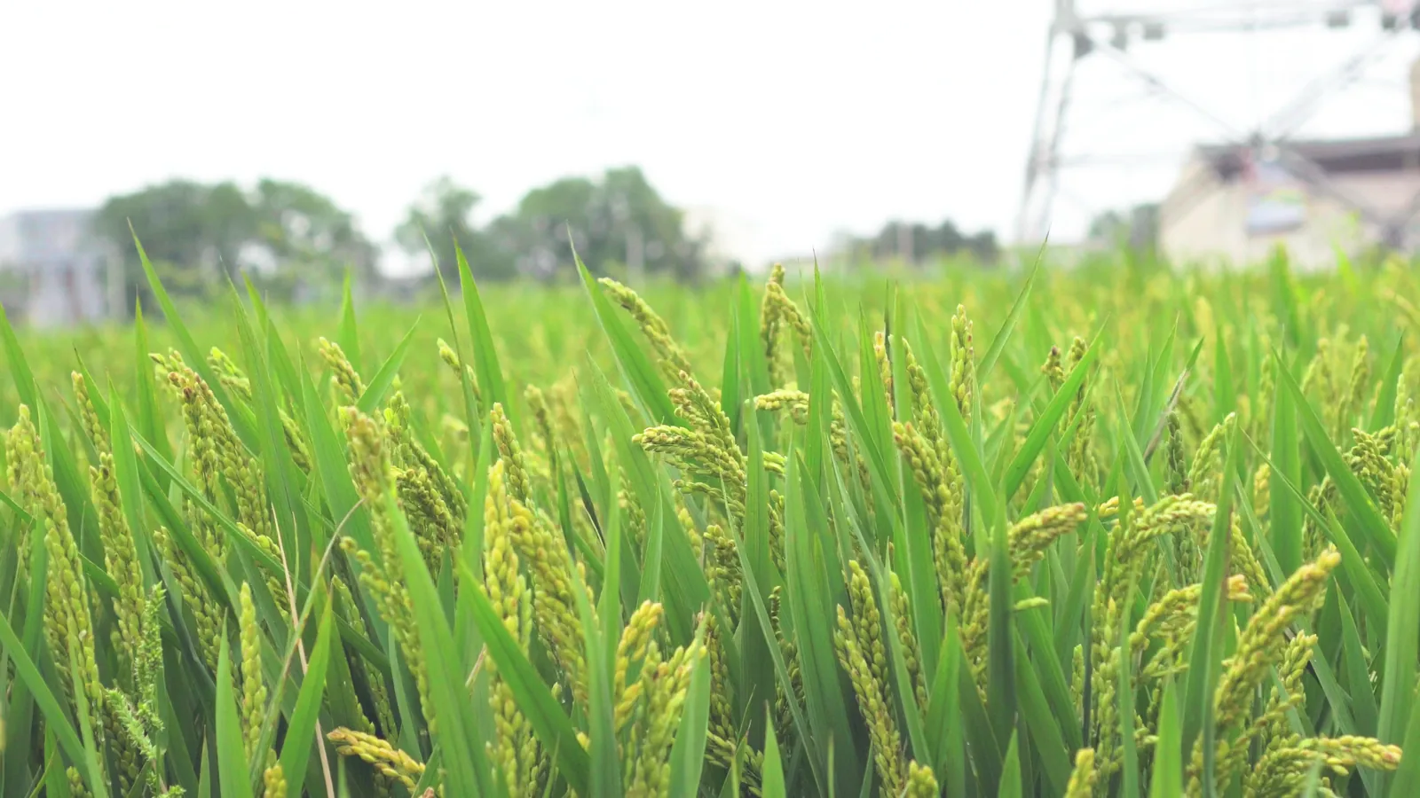 US and China Reach Consensus on Agricultural Trade and Other Priorities in Beijing Meeting