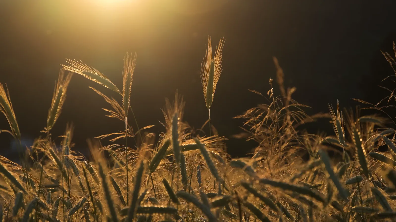 European Wheat Prices Rise on U.S. Market Strength and China Demand Hopes