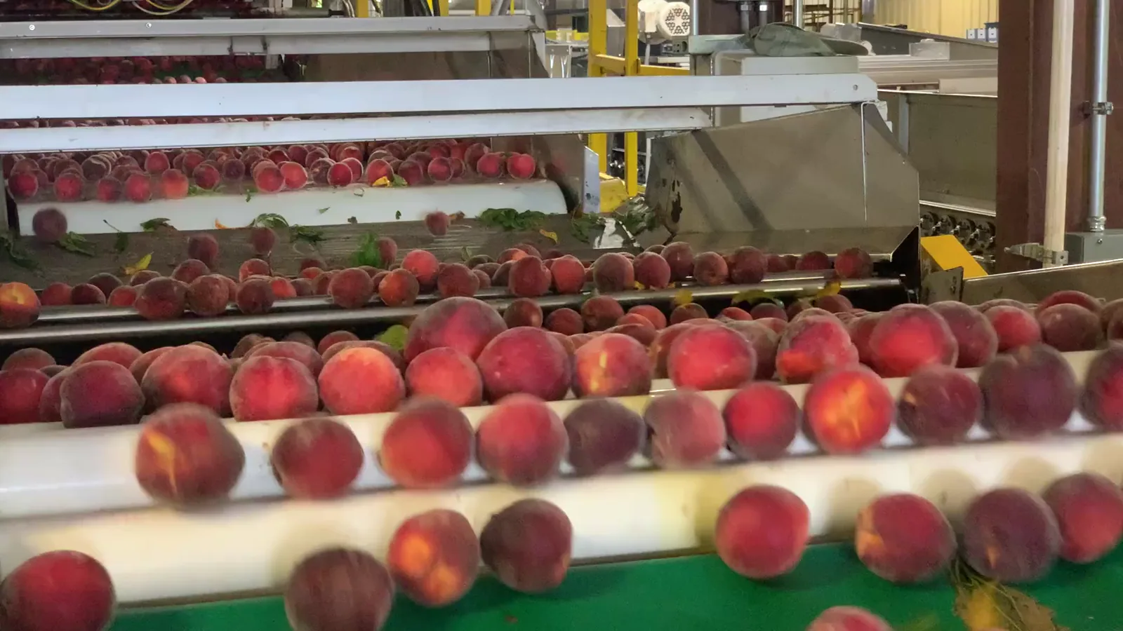 Albertsons Deploys AI Produce Inspection System for Strawberries and Grapes