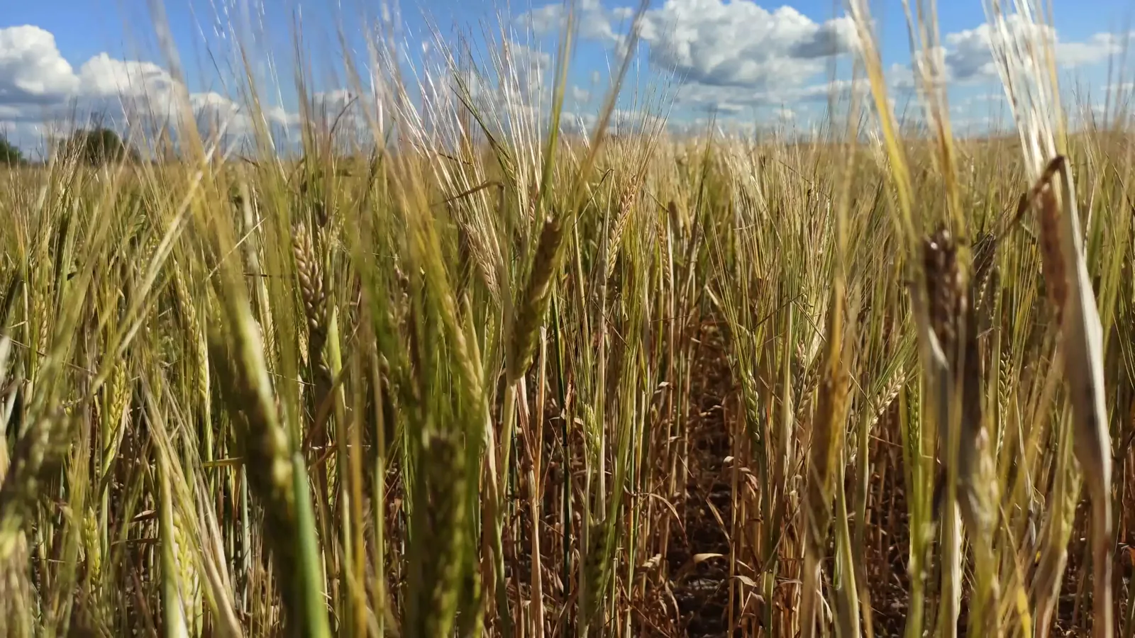 Argentina Cuts Wheat and Barley Export Duties; Soybean Duty Reductions Planned from 2027