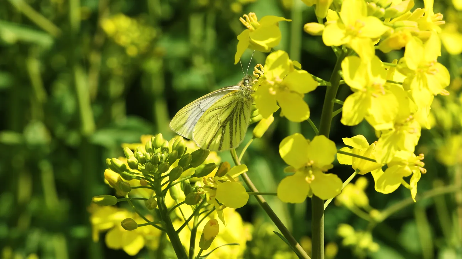 Oilseeds Markets Bullish in May 2026 on Energy Prices and Biofuel Demand, Says IGC