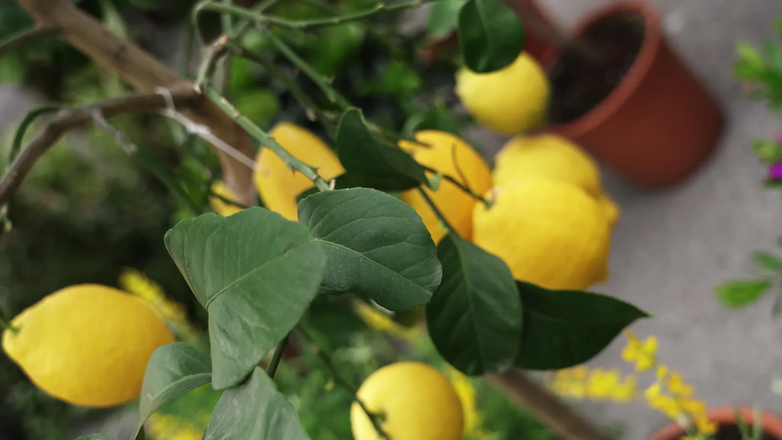 Miami Fruit Market Report: Mixed Conditions for Imported Produce as of May 29, 2026