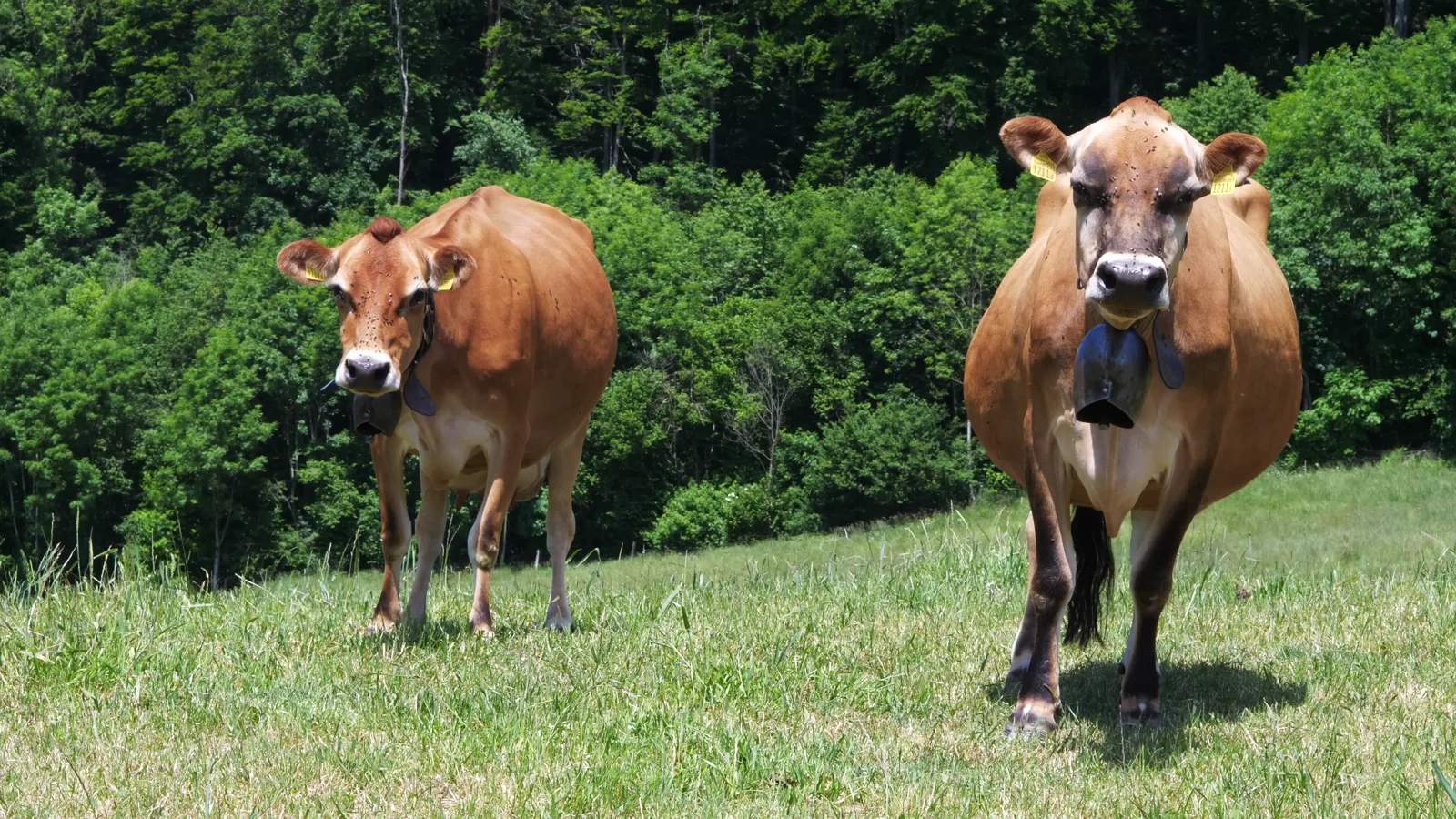 USDA Dairy Products Sales Report: Mixed Price Movements for Week Ending May 23, 2026