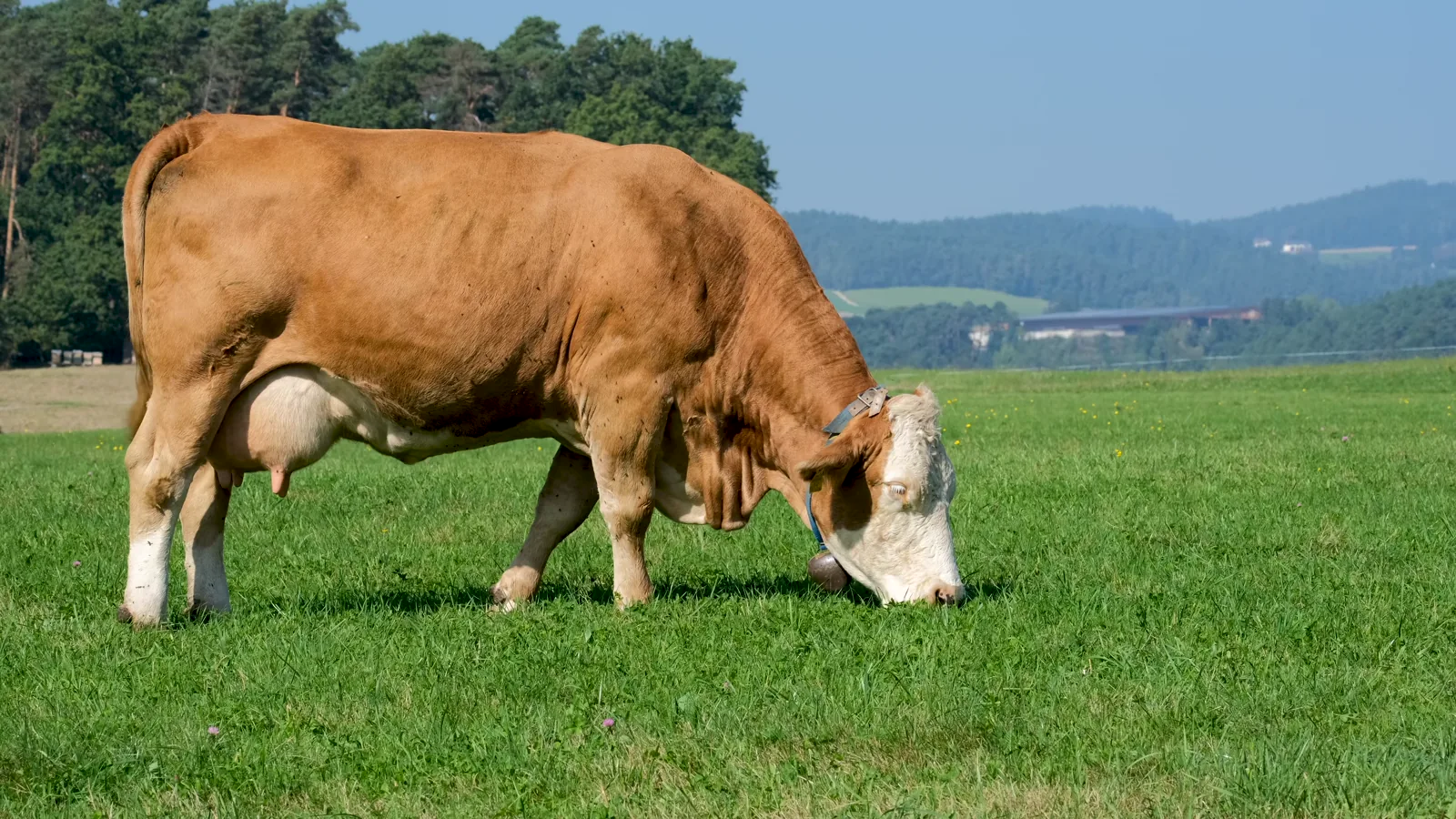 EU Beef Price Report: Mixed Trends Across Categories as of June 4, 2026