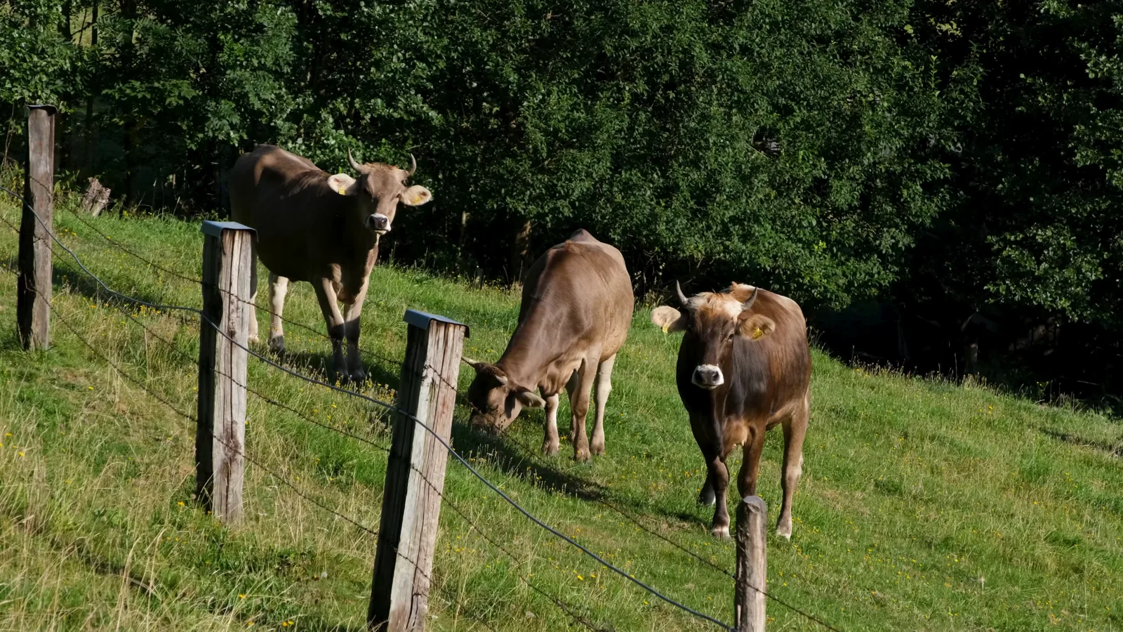 EU Dairy Commodity Prices Report – June 4, 2026