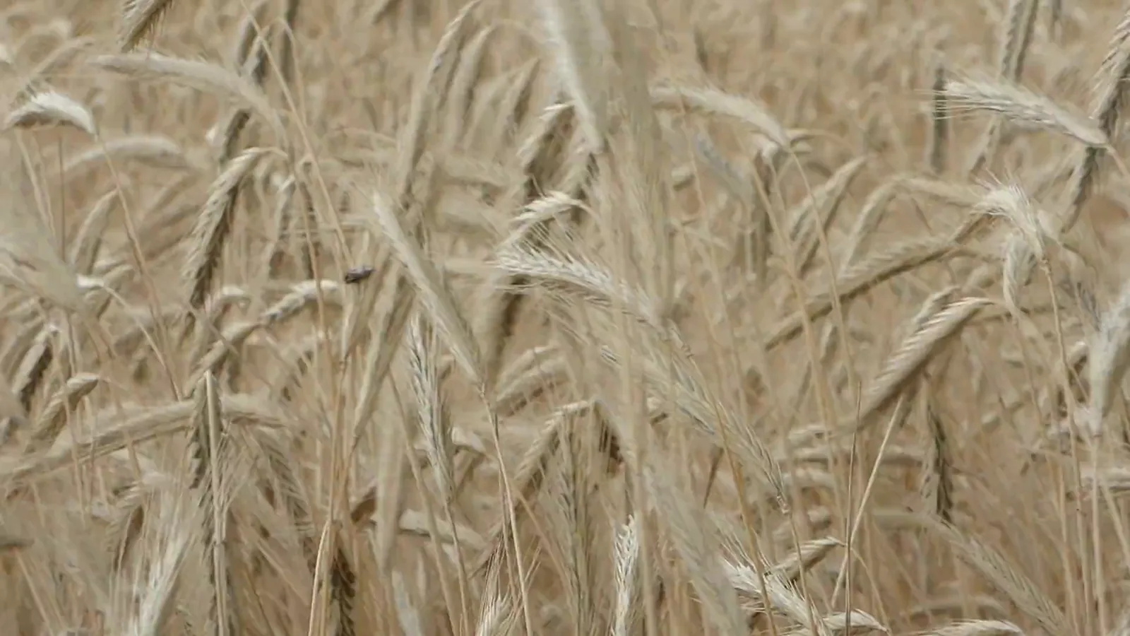 European Commission Releases Weekly Cereals Market Data for Late May 2026