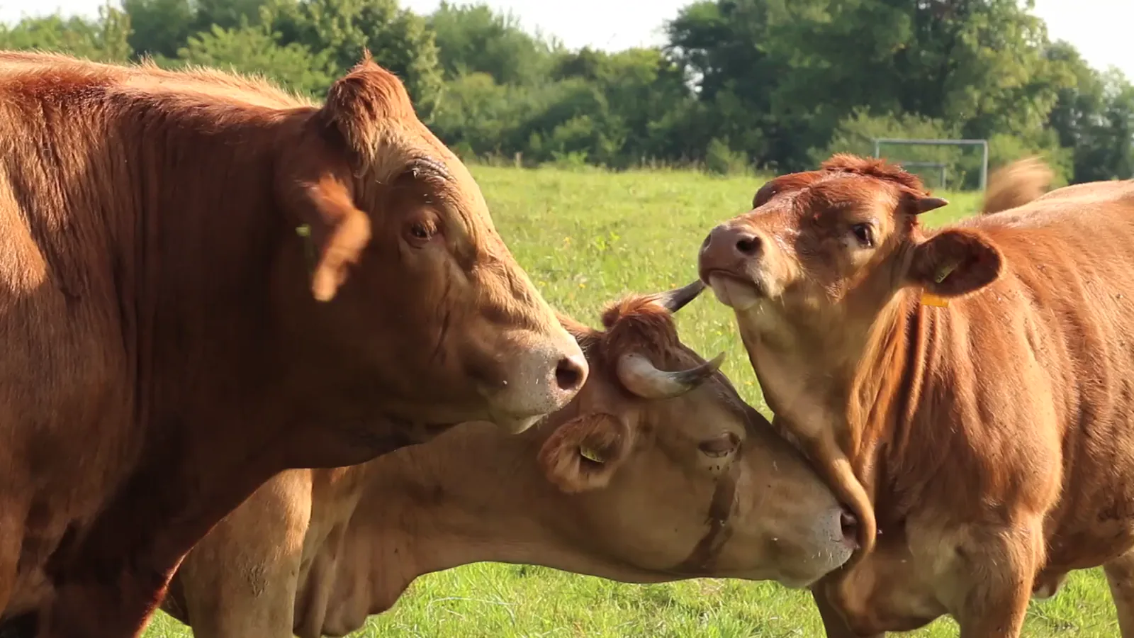 USDA Nebraska Daily Direct Slaughter Cattle Report – June 4, 2026