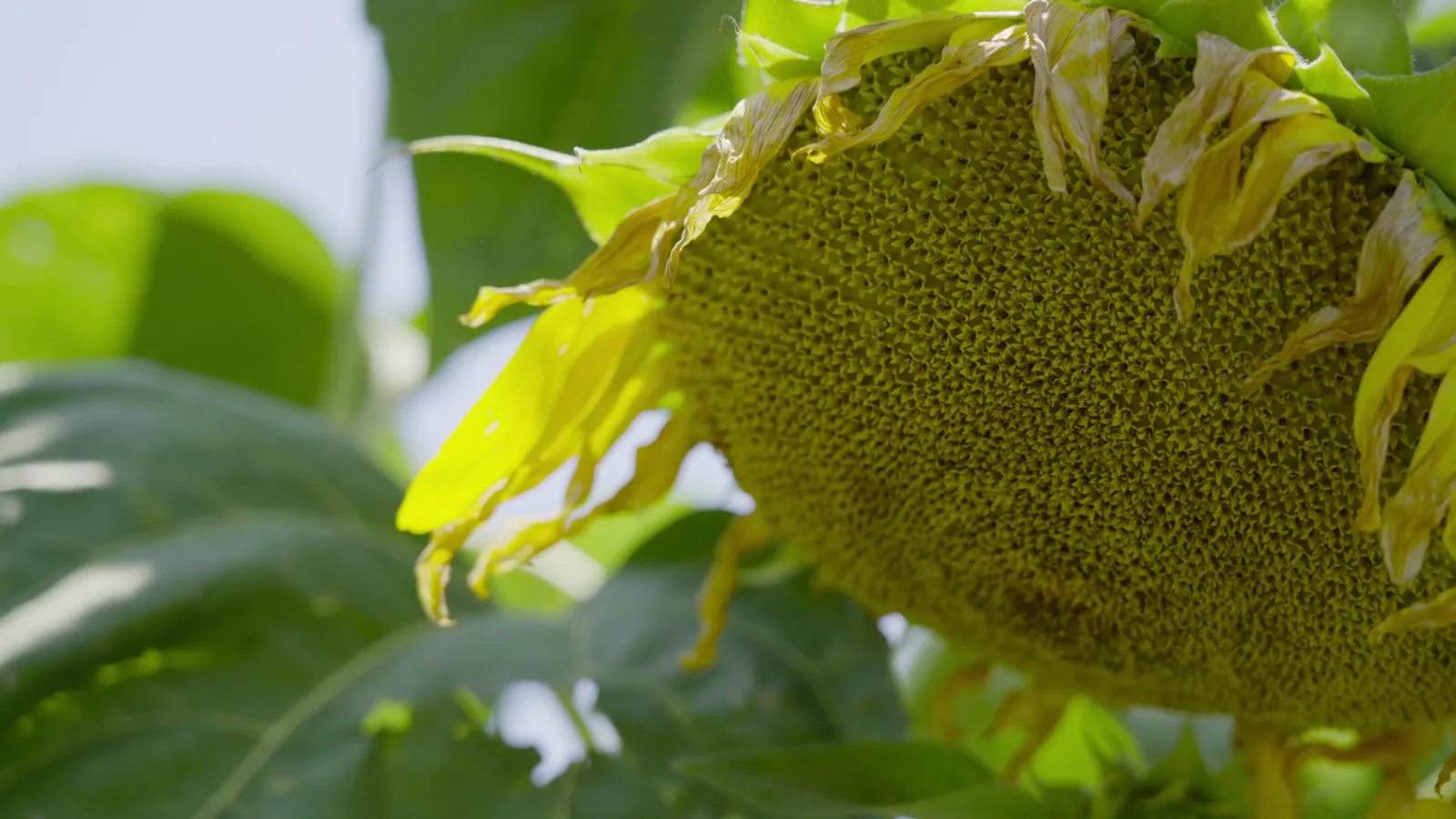 Barry Callebaut Plans Cocoa-Free Chocolate Alternative from Sunflower Seeds for US Launch in 2026