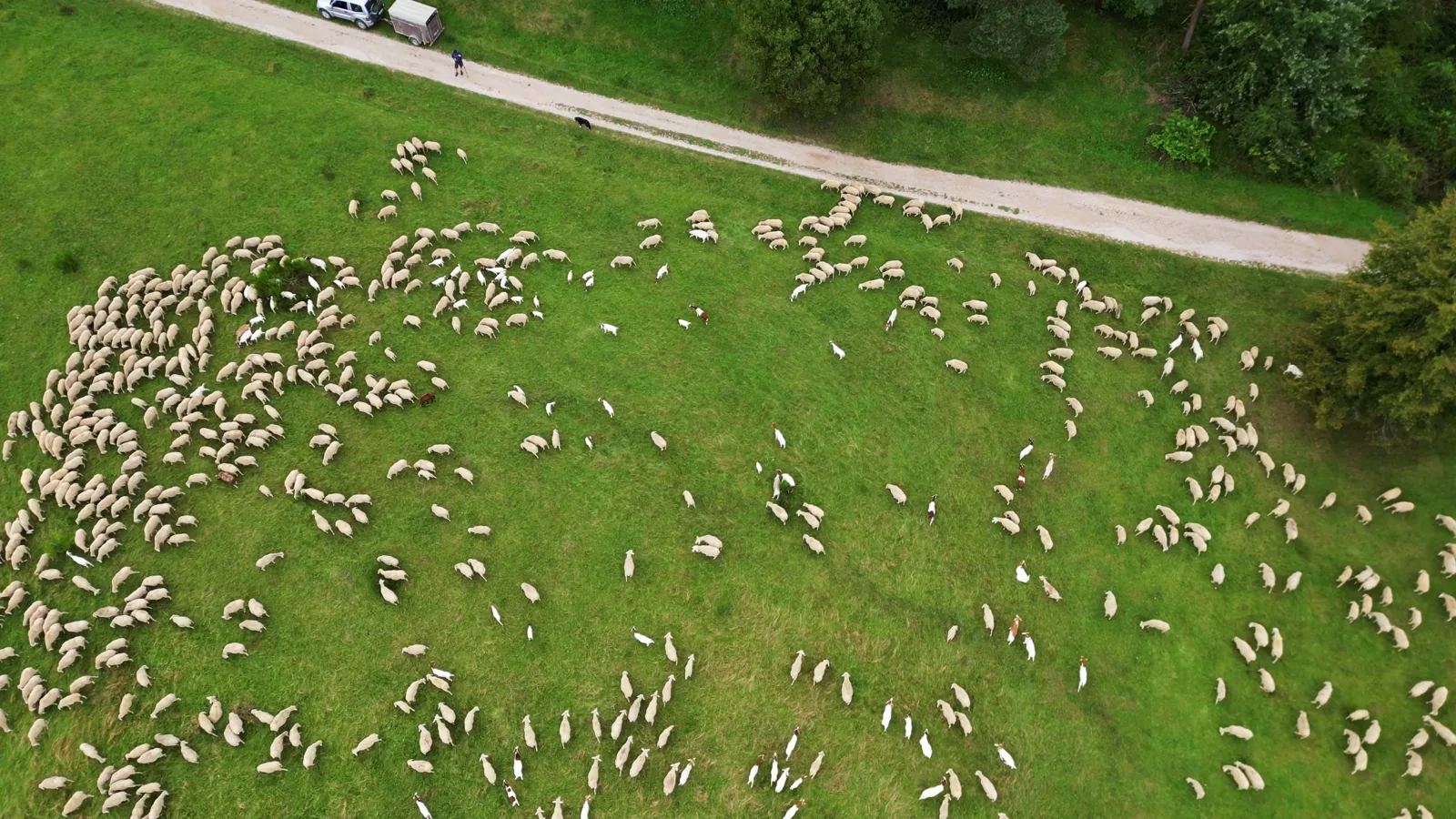 USDA AMS Market Report: Lamb, Goat, Veal, and Wool Data – June 5, 2026