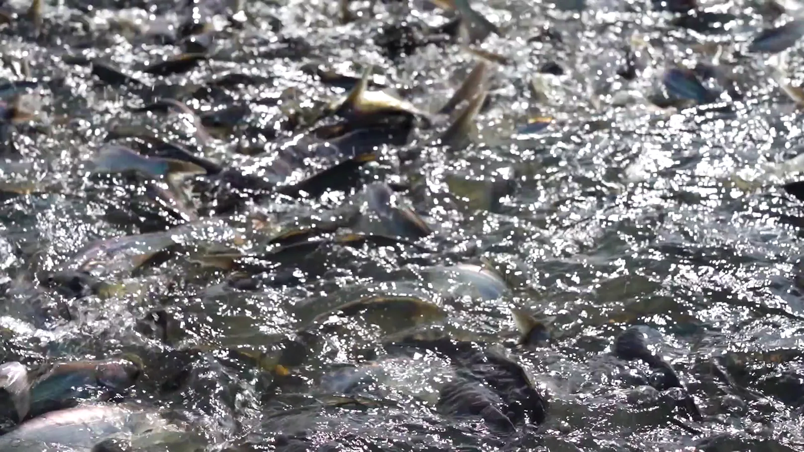 Consolidated Catfish Wins USD 848,160 USDA Contract for School Lunch Program