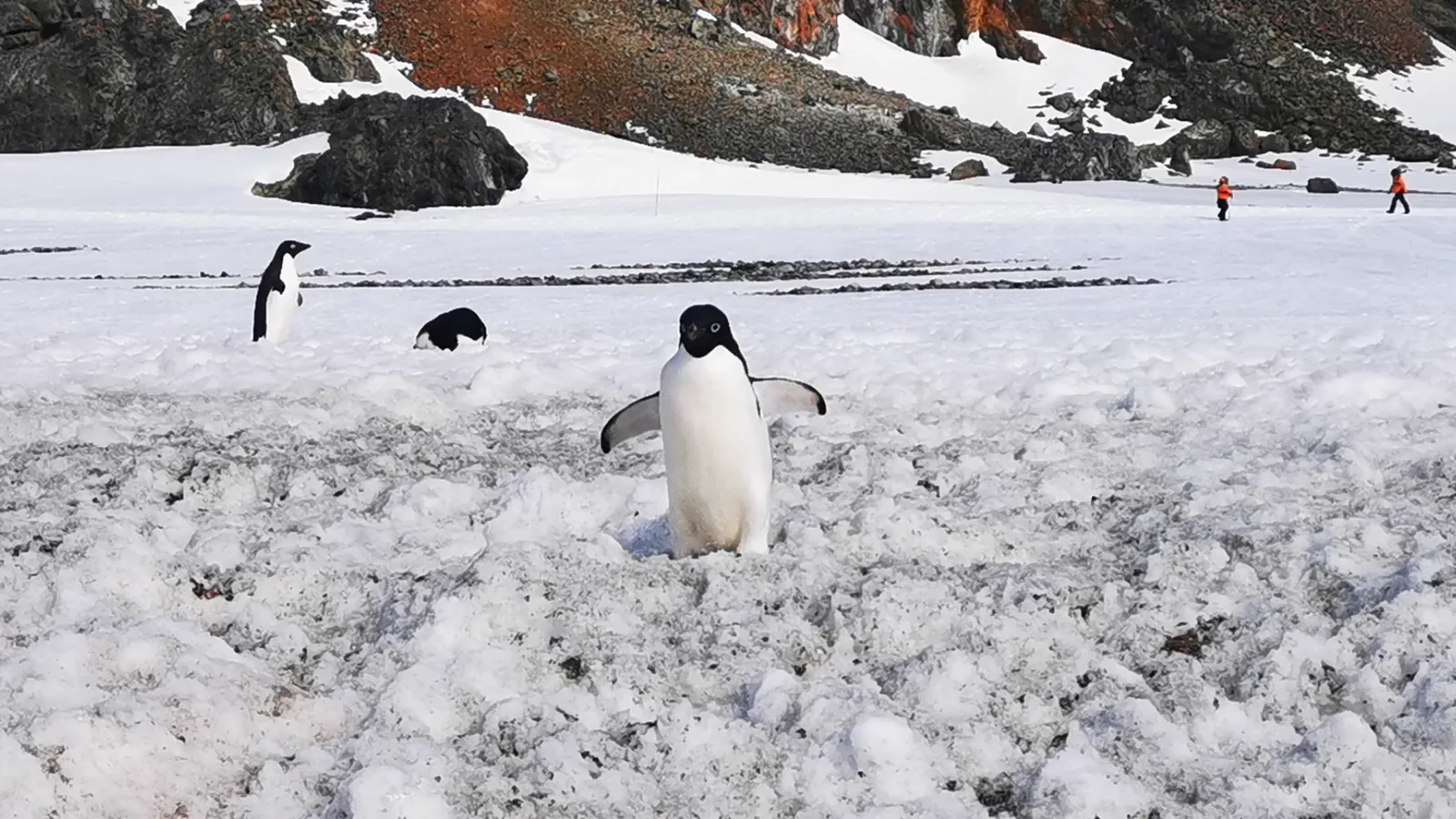 Aker BioMarine and Environmental Groups Maintain Antarctic Research Collaboration Despite MSC Disagreement