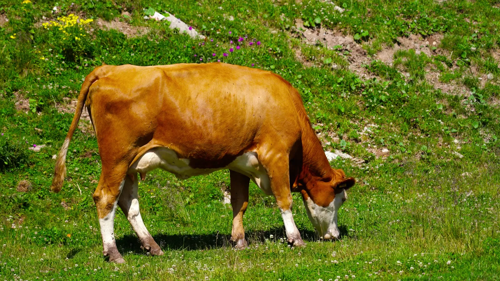 Sixteen44 Deploys First Methane Removal Field Unit on Swiss Farm