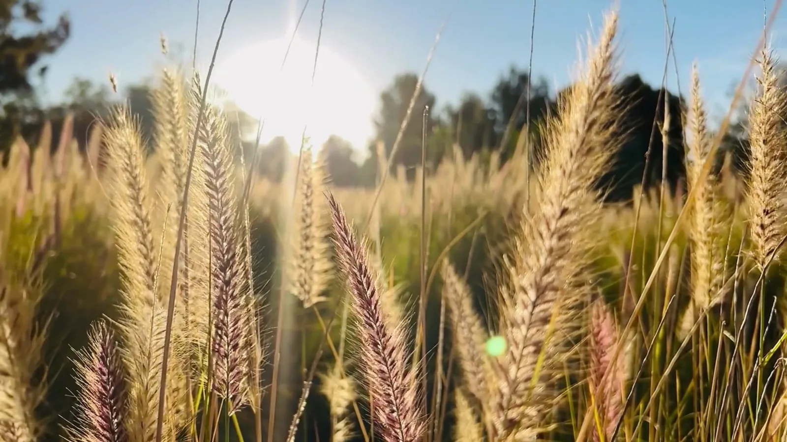 Wheat Remains Most Profitable Crop for UK Arable Farmers Planning Harvest 2027, AHDB Analysis Shows