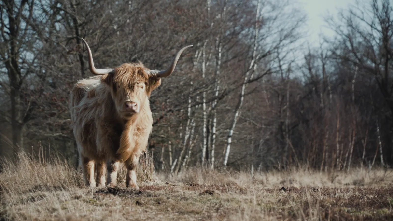 New Zealand Beef and Lamb Market Shifts Impact UK Imports in 2026