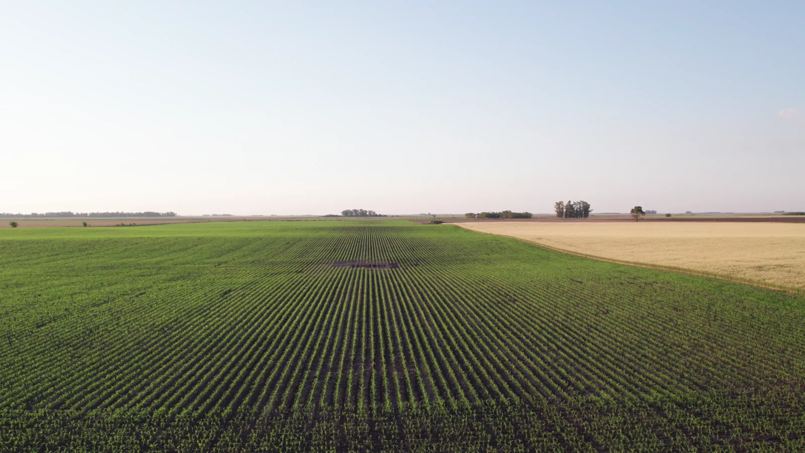 Brazilian Corn Prices Decline Across Major Markets Amid Rising Supply and Global Oversupply