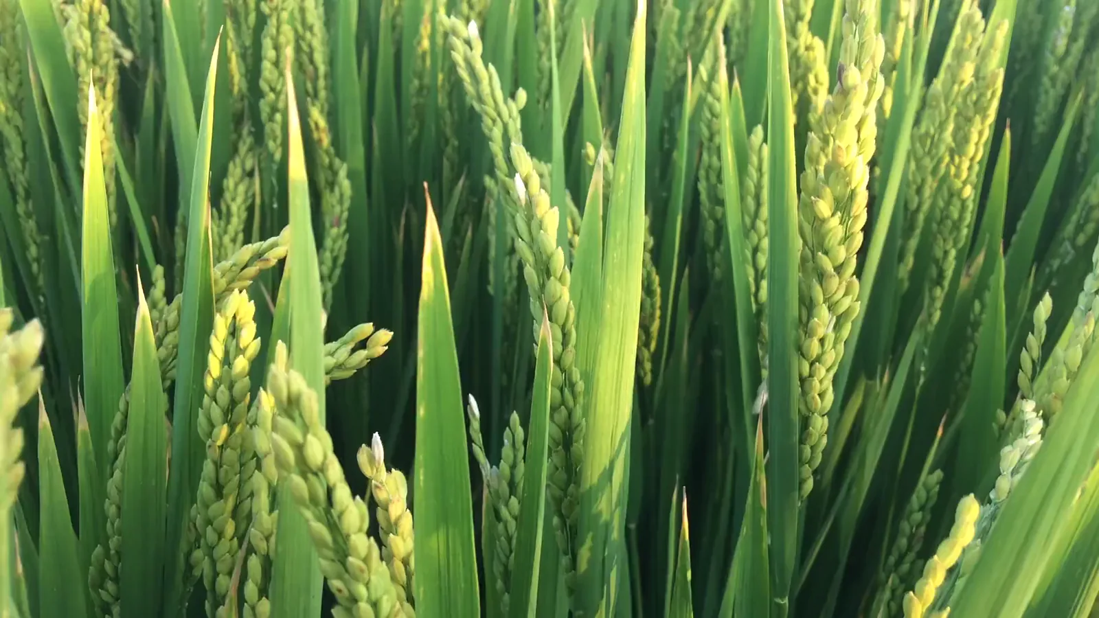 Asian Rice Prices Surge 20% in May 2026, Largest Monthly Jump in Nearly Two Decades