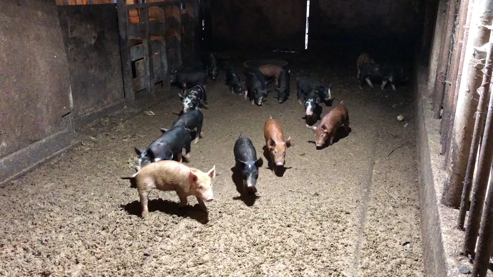 USDA Daily Direct Hog Prior Day Net Price Distribution Report – June 16, 2026