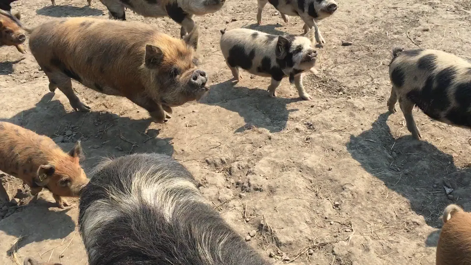 USDA National Daily Direct Hog Prior Day Report – June 16, 2026