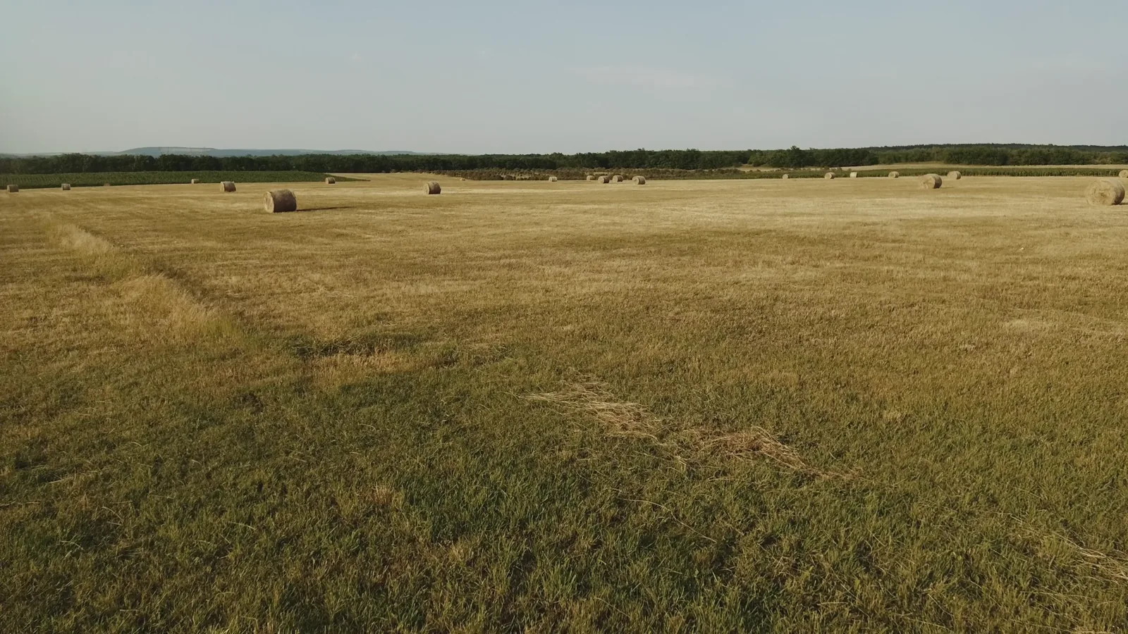 USDA Hay Auction Report: Midwest Market Activity for June 2026
