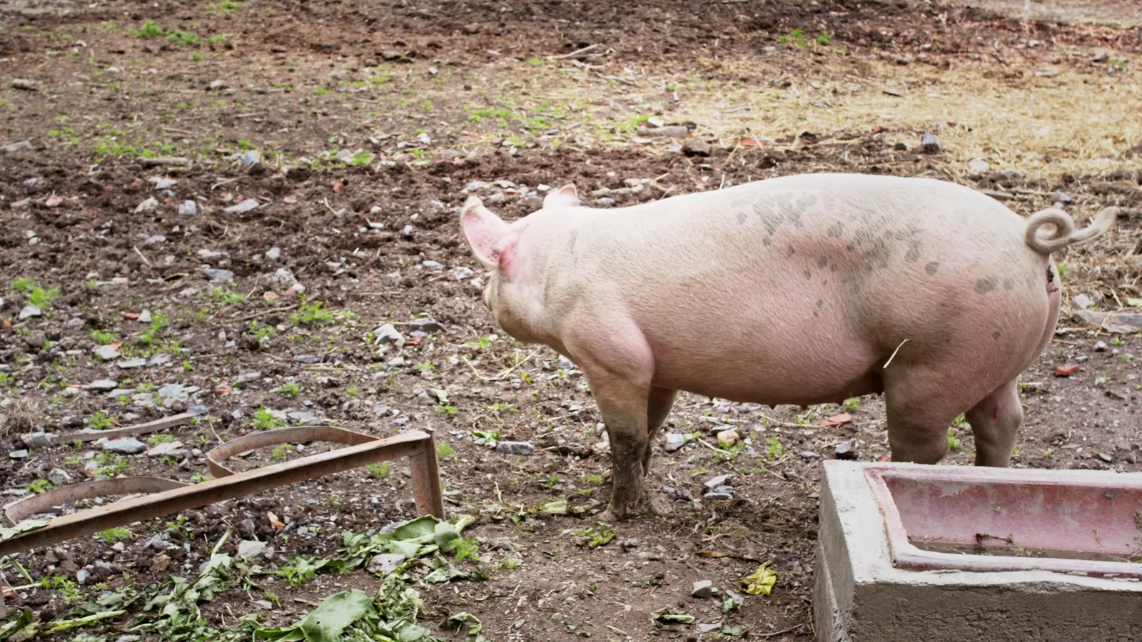EU Pigmeat Prices Fall Sharply in Week 24 of 2026