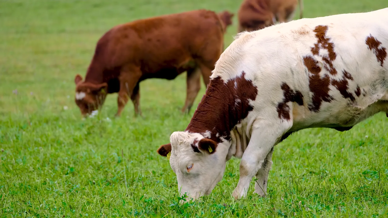 EU Beef Price Report: Mixed Movements Across Categories in June 2026