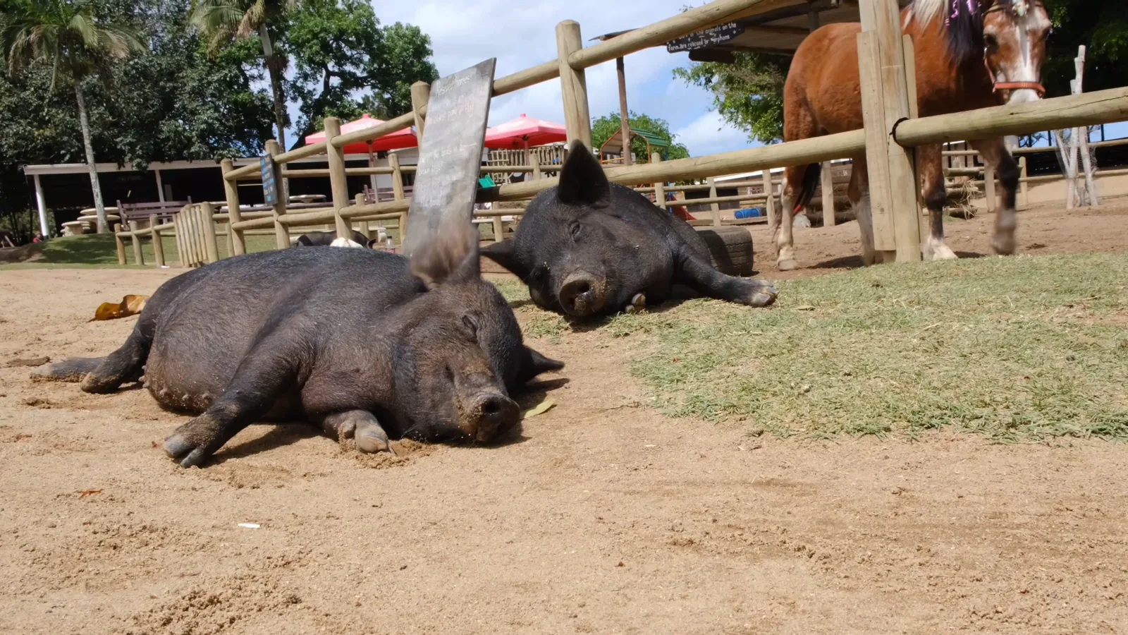 USDA National Daily Direct Prior Day Slaughtered Swine Report – June 18, 2026