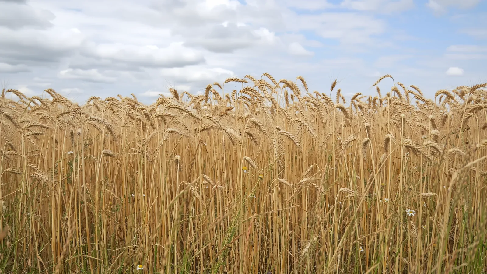 USDA Grain Price Data: Soybeans Lead Cash Bids in June 2026