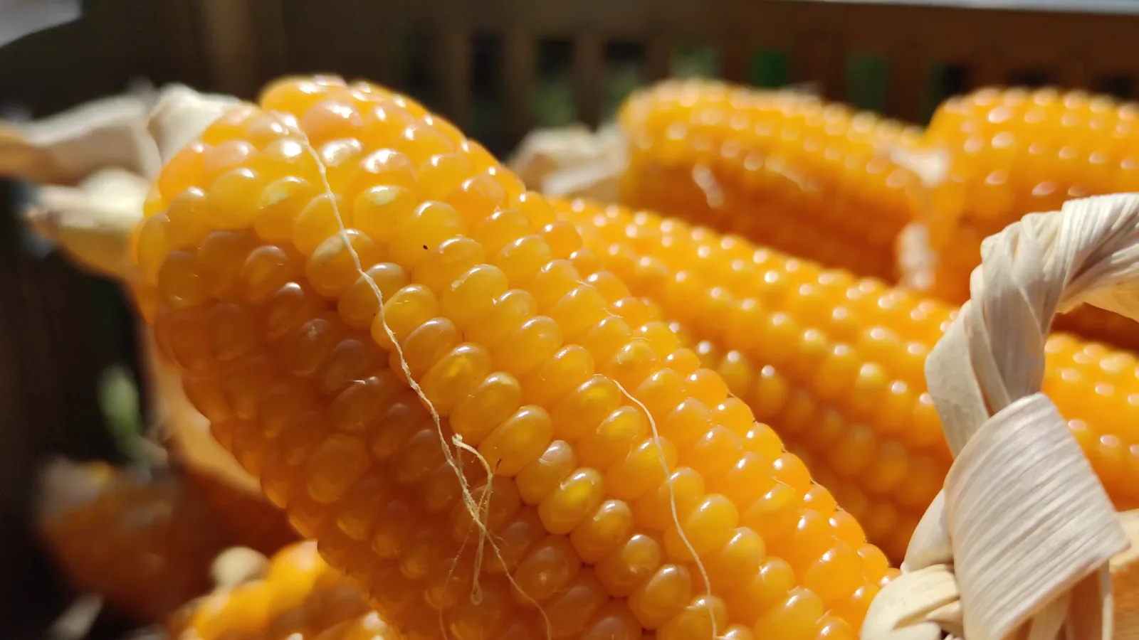 USDA AgTransport Report: Corn Leads U.S. Agricultural Exports in June 2026