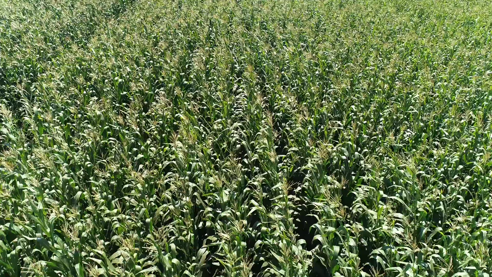 Global Corn Prices Fluctuate Ahead of US-Iran Peace Deal Signing on June 19