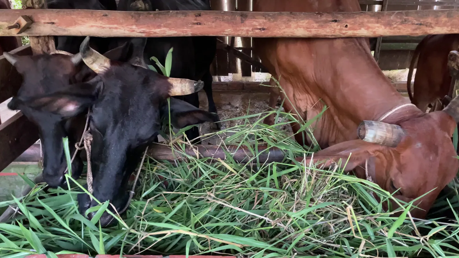 Australia's Beef and Lamb Market: Record Production and Export Shifts in 2026