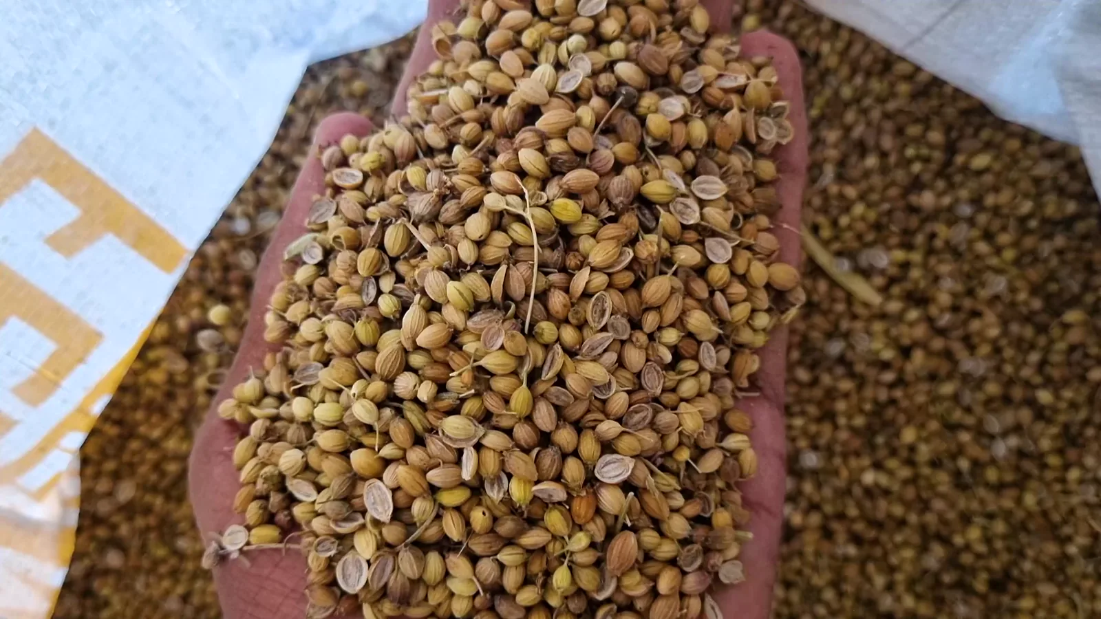 Global Coarse Grains Markets Under Pressure as Supply Outlook Improves