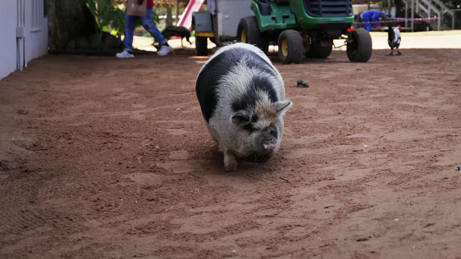 UK Pig Meat Production Surges in Q1 2026, Exceeding Forecasts