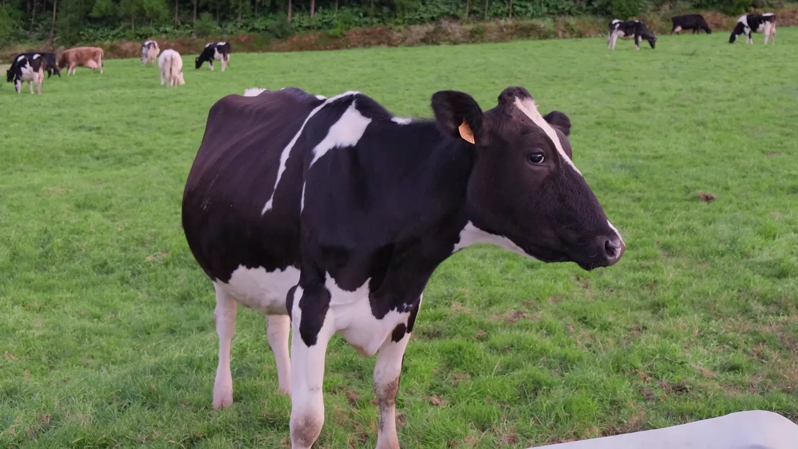 USDA Milk Production Report: May 2026 Output Up 2.4% Year-Over-Year