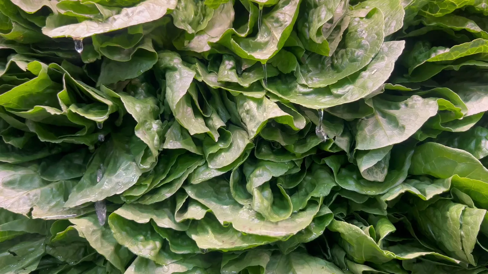 Columbia Shipping Point Vegetables Prices Report – Lexington, SC (June 23, 2026)