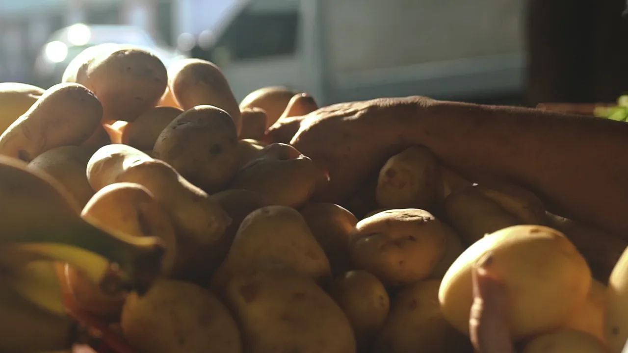 Philadelphia Terminal Market Report: Dry Onions and Potatoes Hold Steady on June 23, 2026