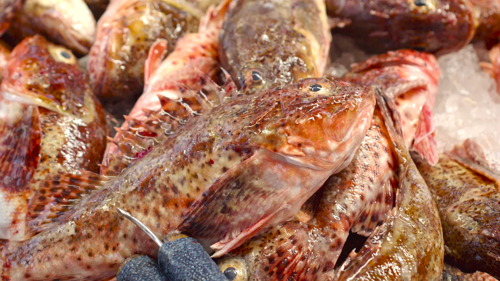 U.S. Seafood Inflation Hits 11.6% in May 2026, Led by Frozen and Shelf-Stable Categories