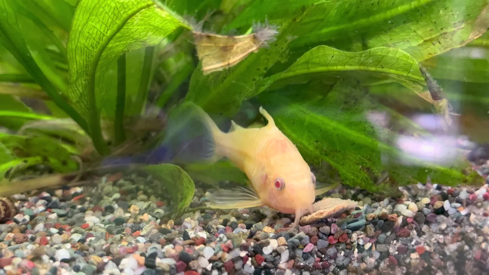 US Senators Urge USDA to Prevent Deadly Catfish Virus from Entering US