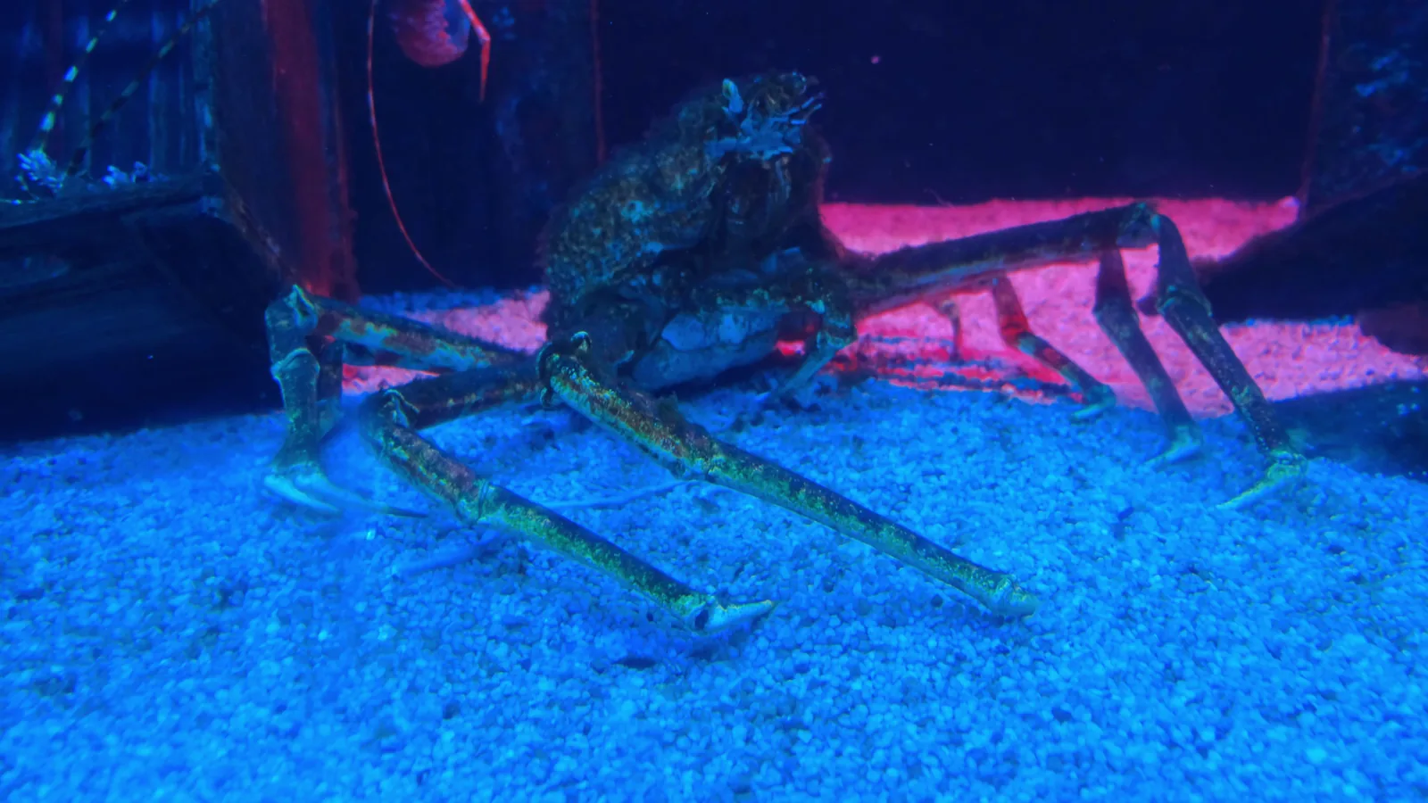 Philippines Weighs Gillnet Restrictions to Lift U.S. Blue Swimming Crab Import Ban