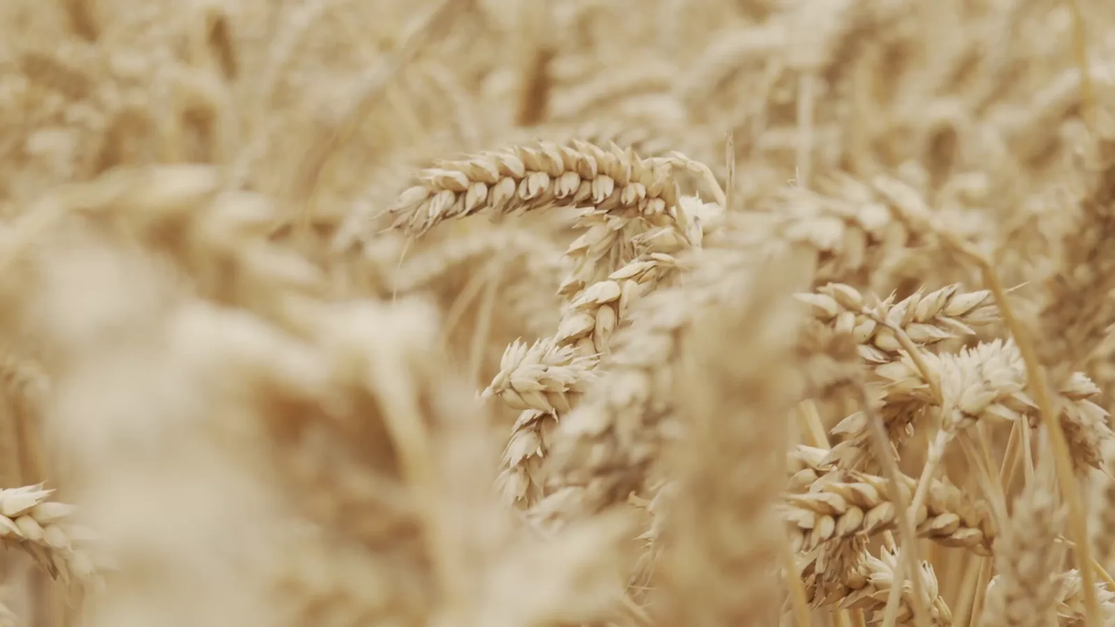 EU Cereals Price Data: Week of June 15–21, 2026