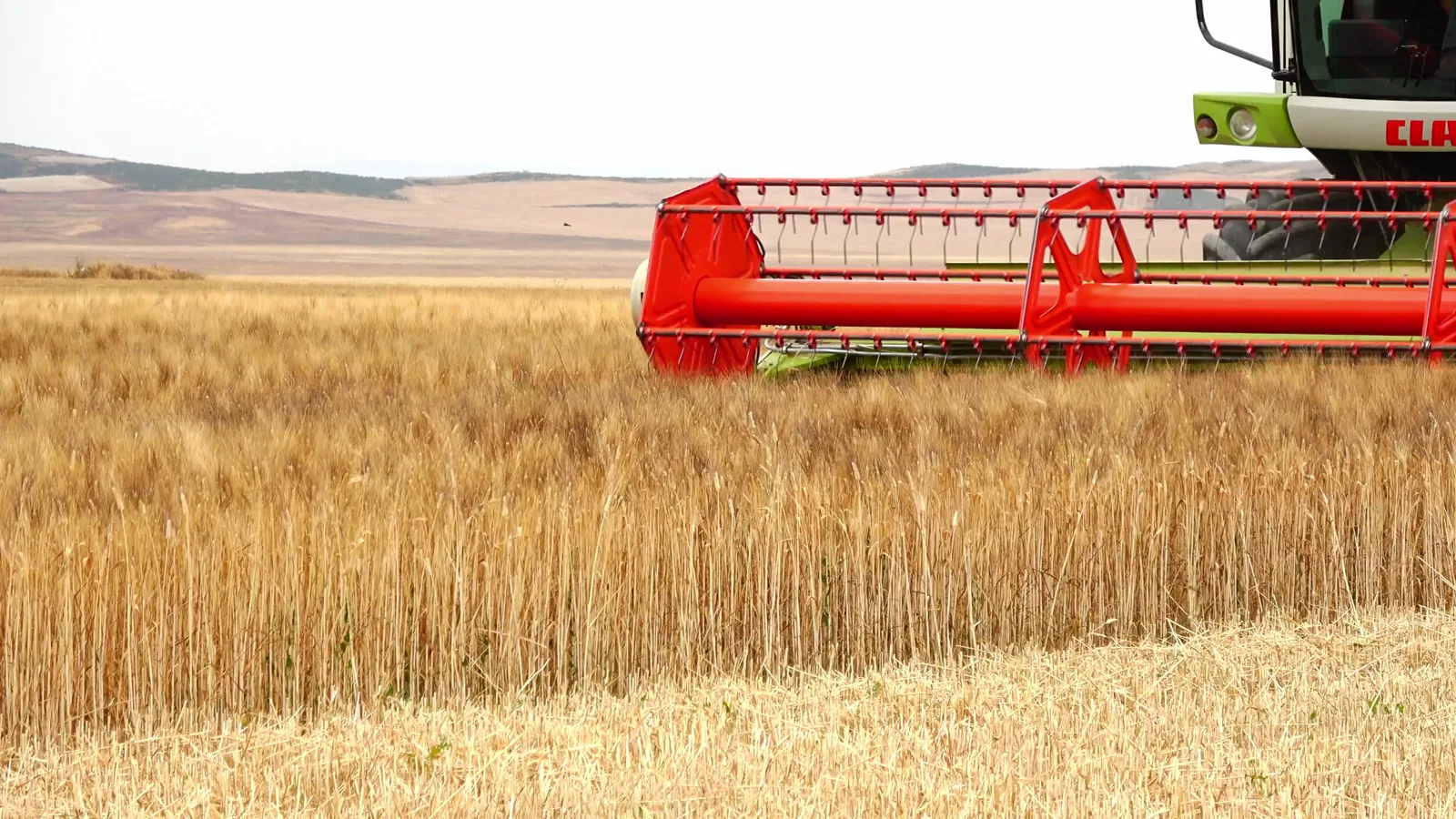 USDA Gulf Coast Export Bids Report: Corn, Soybeans, and Wheat Prices on June 25, 2026