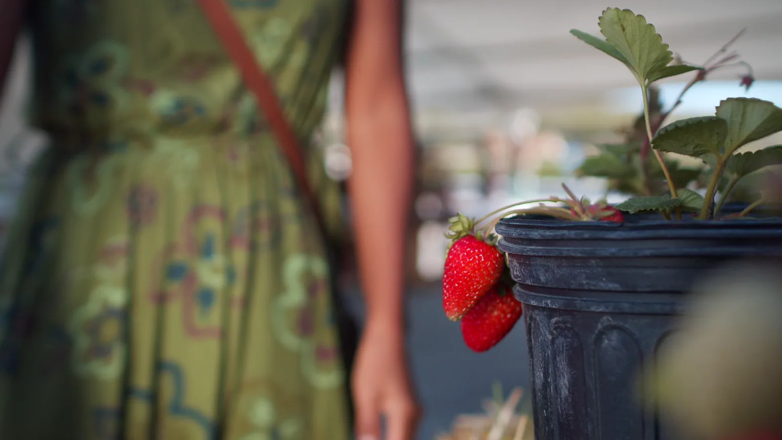 USDA Raleigh Blueberry Market Report: June 25, 2026
