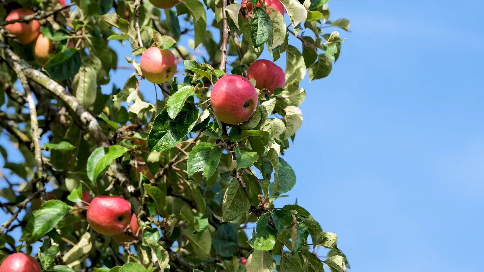 USDA Idaho Falls Shipping Point Fruit Prices Report: New York Apple Market – June 26, 2026
