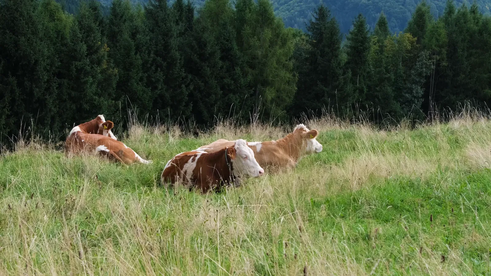 USDA National Weekly Boxed Beef Cuts Report: June 29, 2026